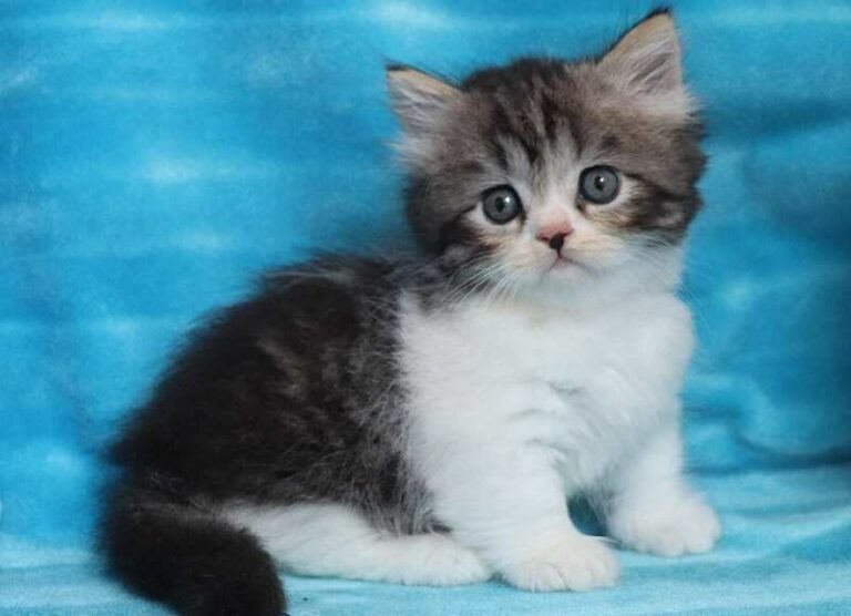 Gatos enanos: 9 Razas de gatos Munchkin de patas cortas | Smylepets