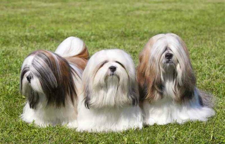 Lhasa Apso, el majestuoso perro centinela venido del Tíbet | Smylepets