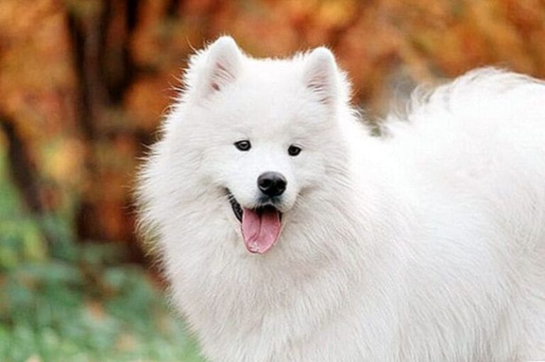 American Eskimo: El esponjoso spitz americano | Smylepets