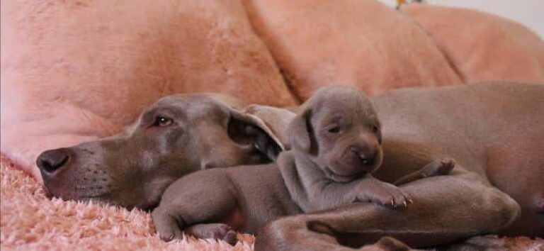 ¿Cuál es el precio de un Braco de Weimar? Mejores criaderos - Smylepets