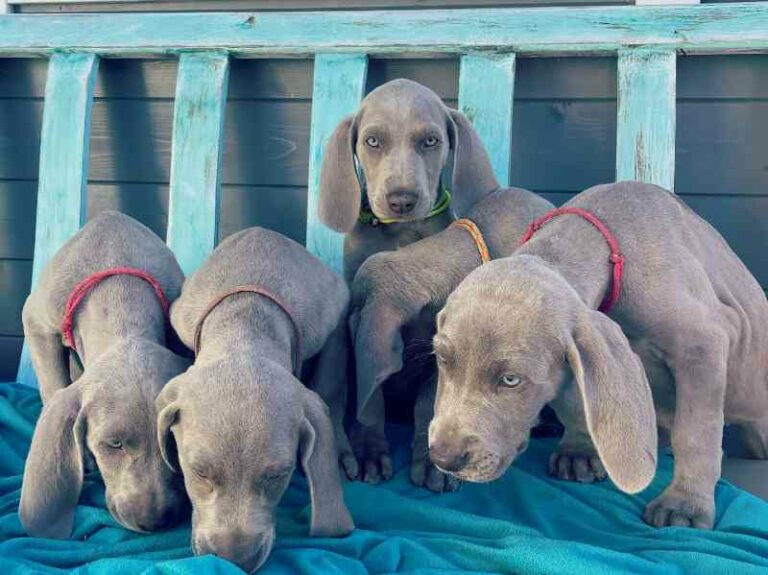 ¿Cuál es el precio de un Braco de Weimar? Mejores criaderos - Smylepets