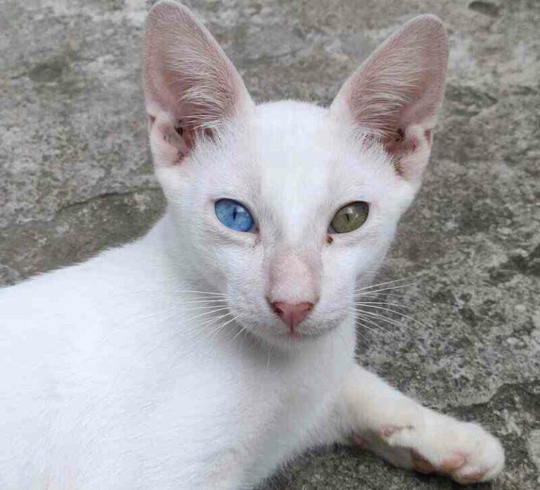 Las 15 Razas de gatos más caras del mundo | Smylepets