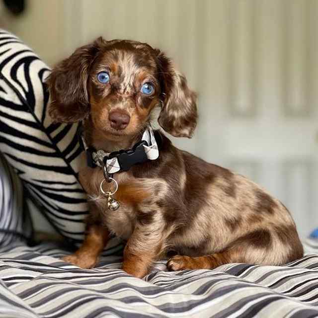 Teckel Arlequ n El Doxie Moteado De Extrema Belleza Smylepets