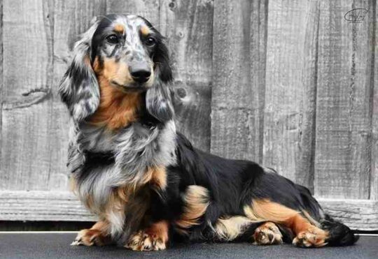 Teckel Arlequín: El doxie moteado de extrema belleza | Smylepets