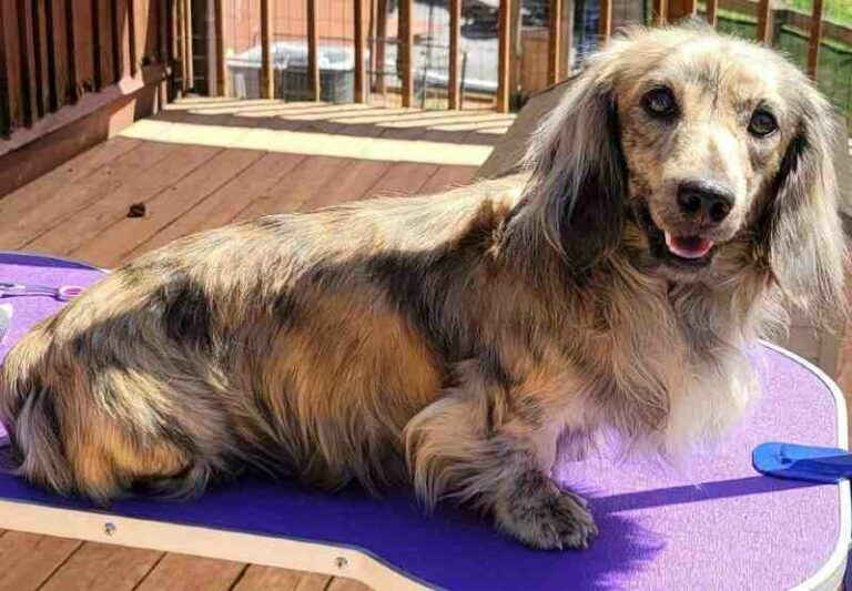 Teckel miniatura: El pequeño y tierno mini Dachshund | Smylepets