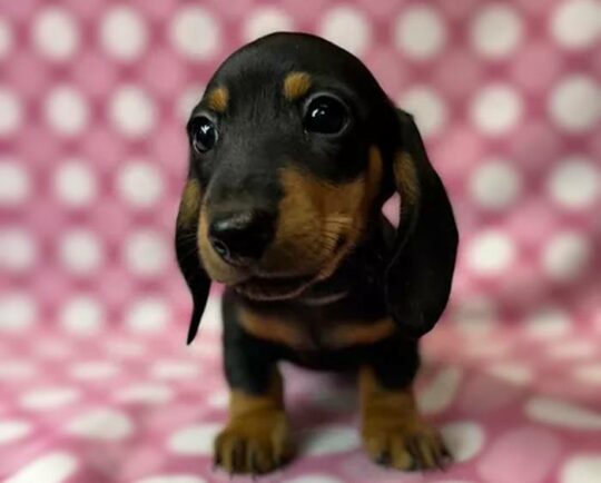 Teckel miniatura: El pequeño y tierno mini Dachshund | Smylepets