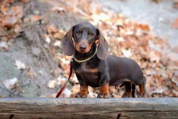 Teckel miniatura: El pequeño y tierno mini Dachshund | Smylepets