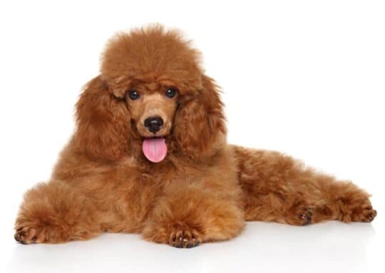 Colores del Caniche Toy: Guía y tonos más codiciados | Smylepets