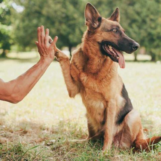 Cómo adiestrar a un Pastor Alemán desde cachorro | Smylepets