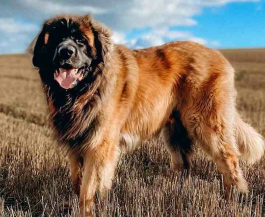 Leonberger: Un perro león gigante, leal y muy cariñoso | Smylepets