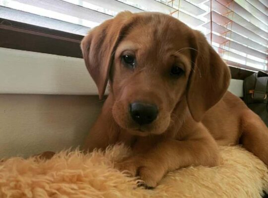 Golden Retriever vs Labrador: Diferencias y su mezcla | Smylepets