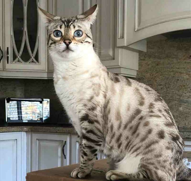 Colores del gato Bengalí: Toda la gama de su pelaje | Smylepets