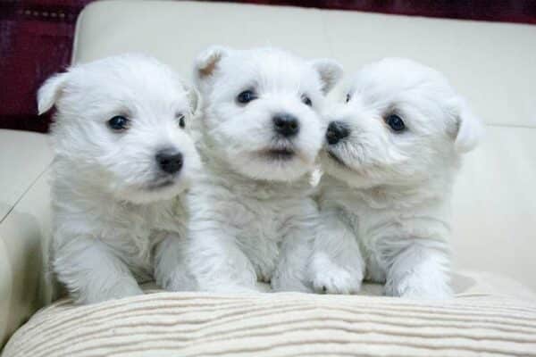 West Highland White Terrier: Conoce a los simpáticos "Westie”
