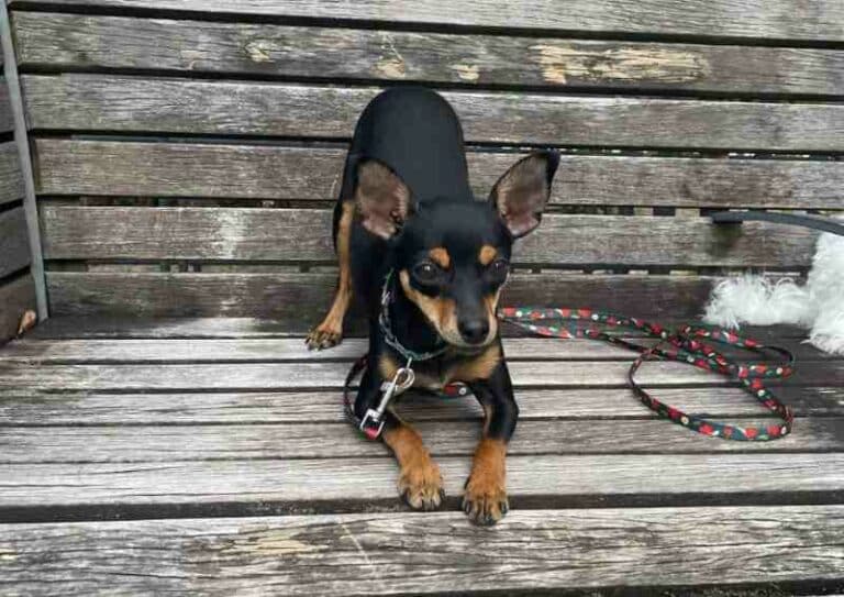 Chipin: El mix perfecto de Mini Pincher con Chihuahua | Smylepets