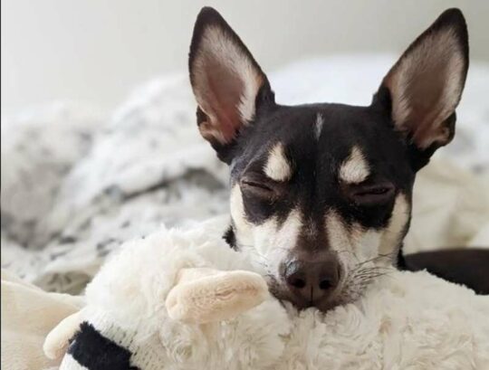 Chipin: El mix perfecto de Mini Pincher con Chihuahua | Smylepets