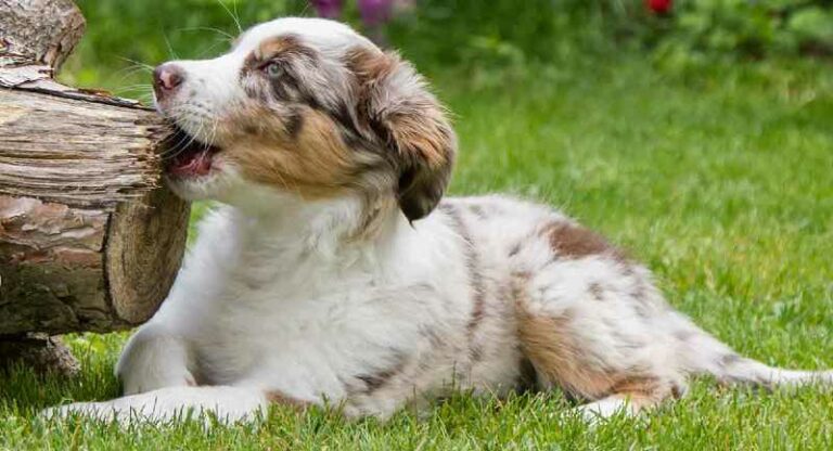 Perros Merle: 10 razas con pelo moteado y ojos azules - Smylepets