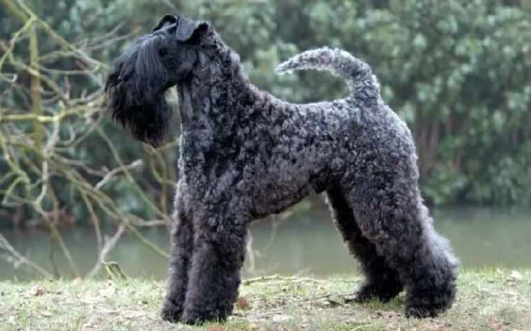 12 Perros Azules: Razas blue con un color diluido | Smylepets