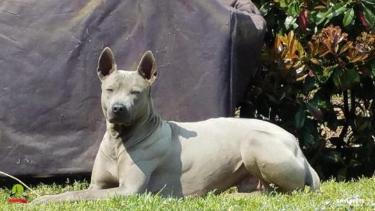 12 Perros Azules: Razas blue con un color diluido | Smylepets