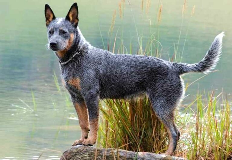 12 Perros Azules: Razas blue con un color diluido | Smylepets