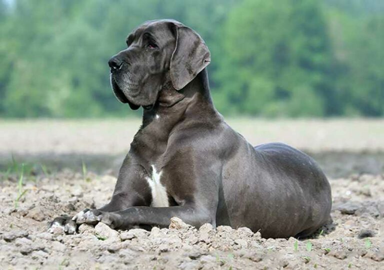 12 Perros Azules: Razas blue con un color diluido | Smylepets