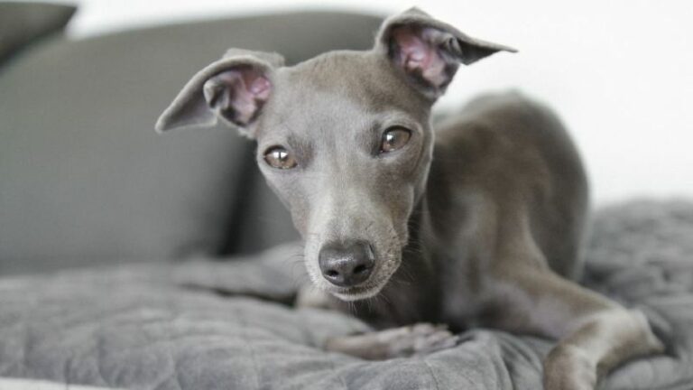 12 Perros Azules: Razas blue con un color diluido | Smylepets