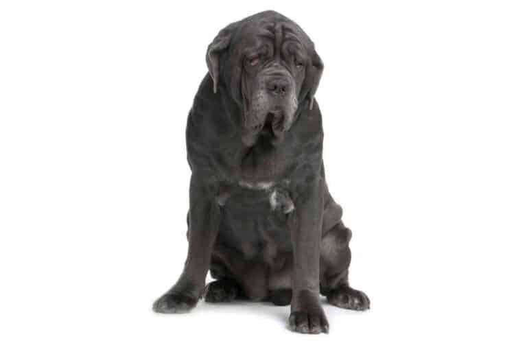 12 Perros Azules: Razas blue con un color diluido | Smylepets