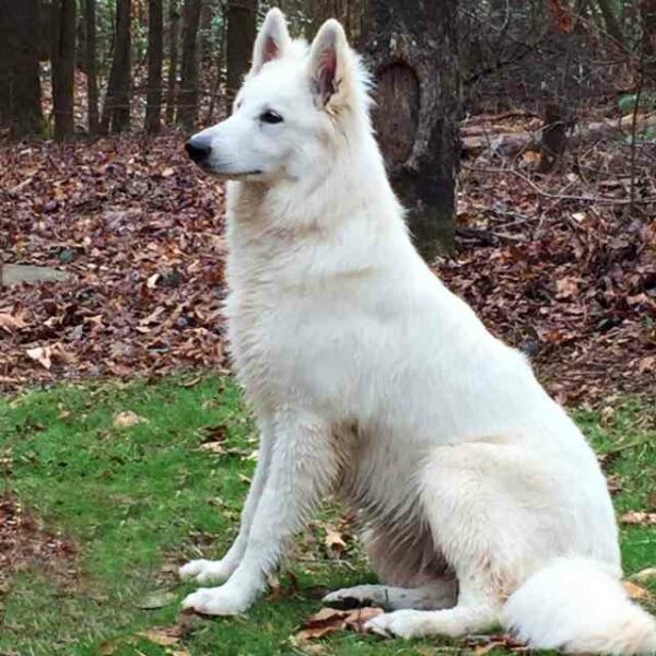 Pastor Blanco Suizo: Un perro valiente, dulce y gentil | Smylepets