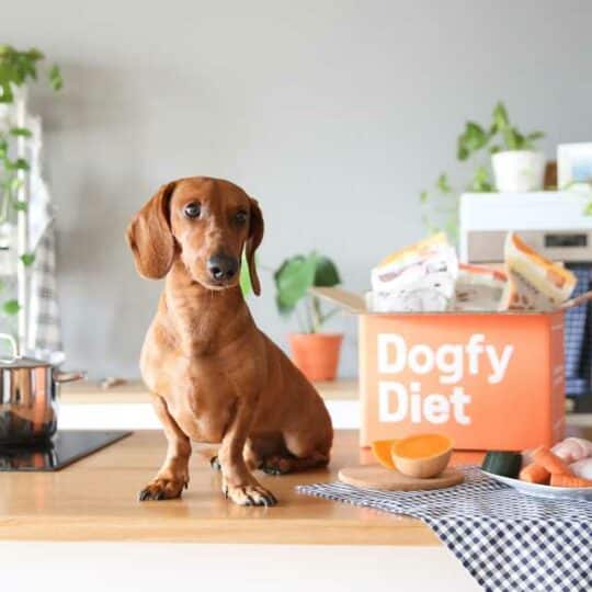 20 Razas de perros híbridos que te sorprenderán | Smylepets