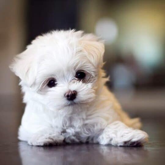 Cómo adiestrar un Bichón Maltés cachorro y adulto | Smylepets