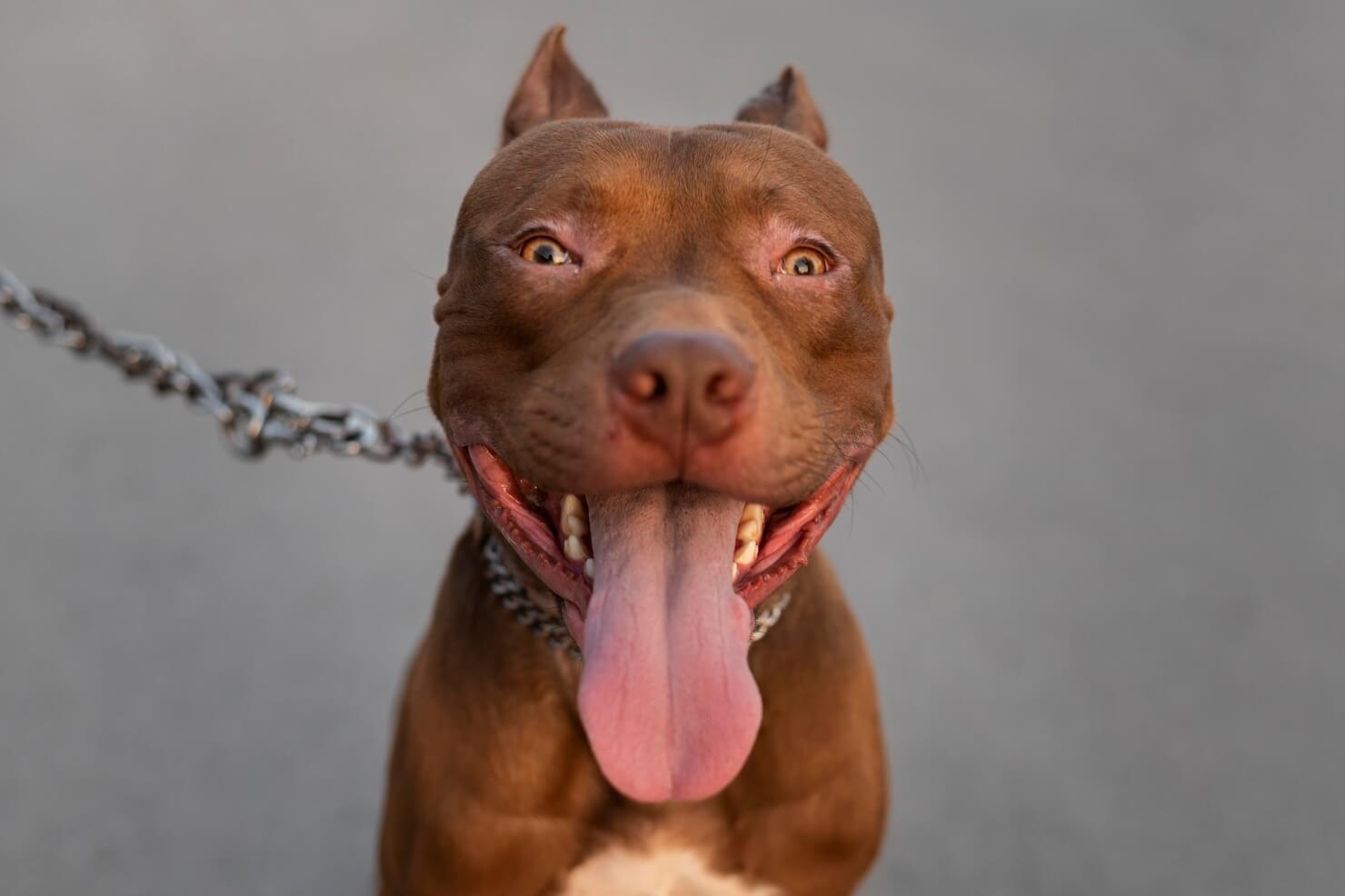 Pitbull Red Nose: simpáticos perros de nariz roja | Smylepets