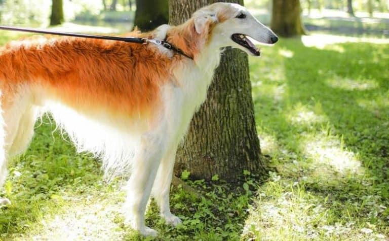 42 razas de perros con mucho pelo | Smylepets