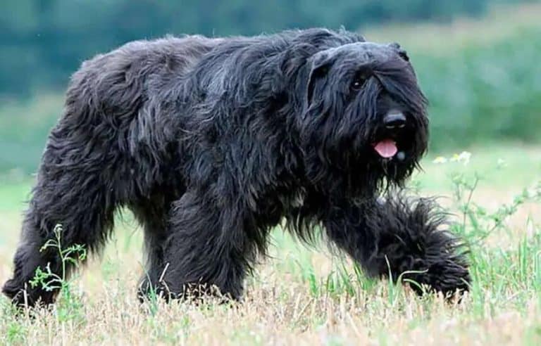 42 razas de perros con mucho pelo | Smylepets