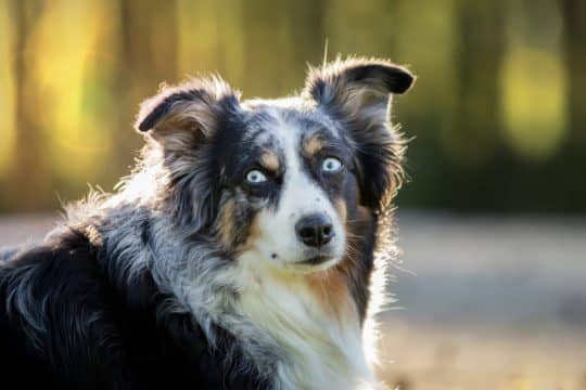 42 razas de perros con mucho pelo | Smylepets