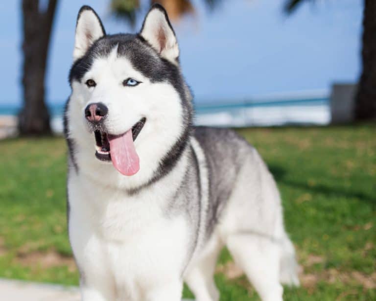 42 razas de perros con mucho pelo | Smylepets