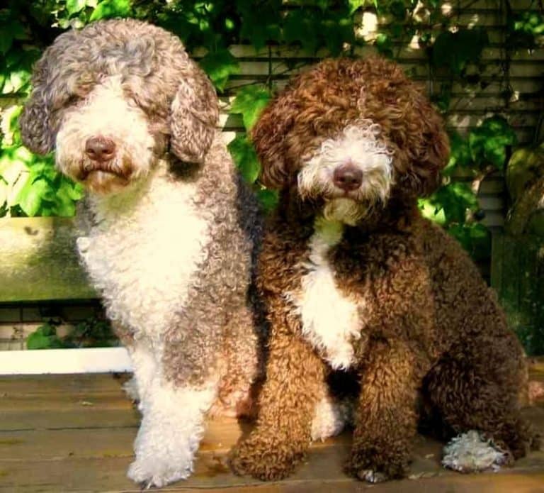 42 razas de perros con mucho pelo | Smylepets