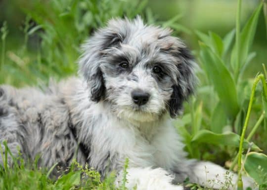 45 razas de perros con pelo rizado