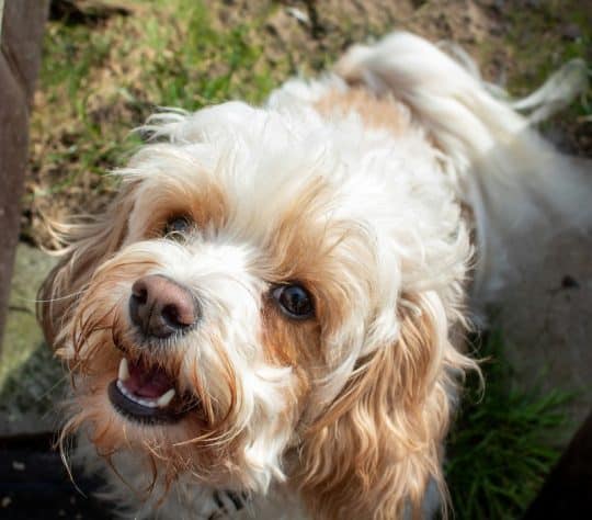 45 razas de perros con pelo rizado
