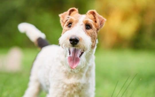 45 razas de perros con pelo rizado