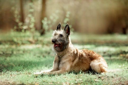 45 razas de perros con pelo rizado