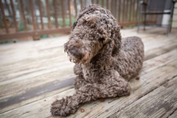 45 razas de perros con pelo rizado