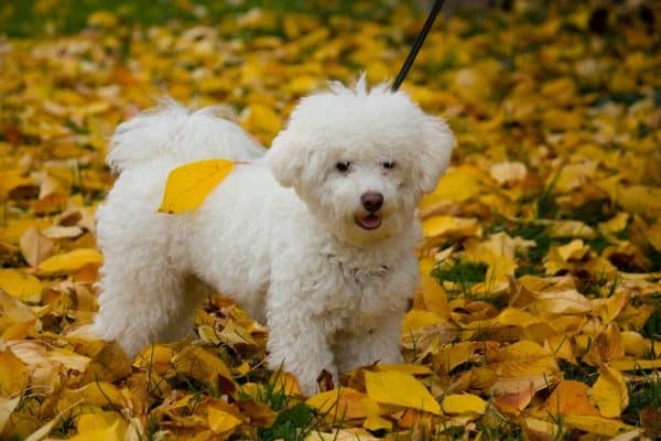 45 razas de perros con pelo rizado