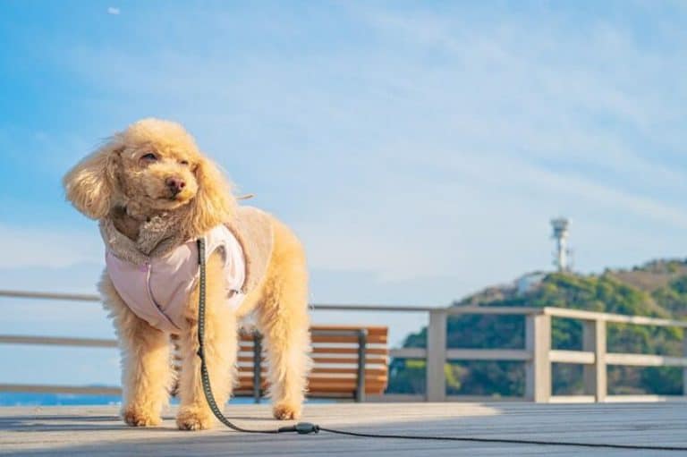 45 razas de perros con pelo rizado