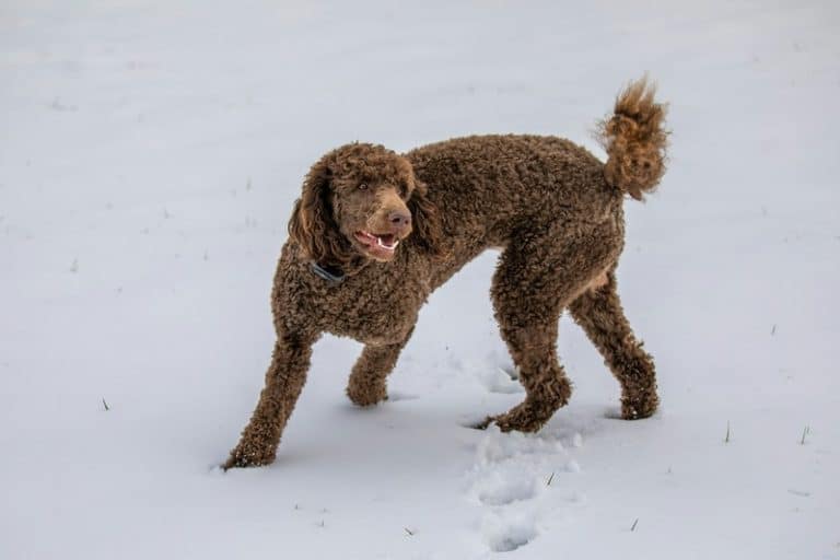 45 razas de perros con pelo rizado