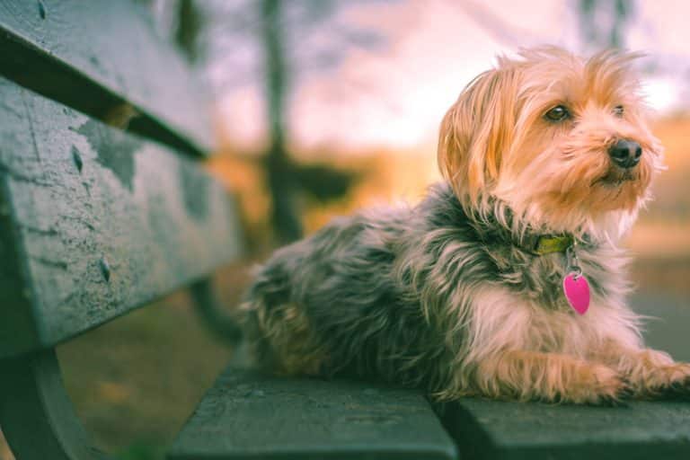 45 razas de perros con pelo rizado