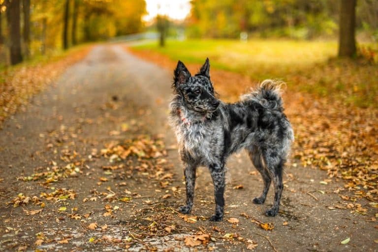 45 razas de perros con pelo rizado