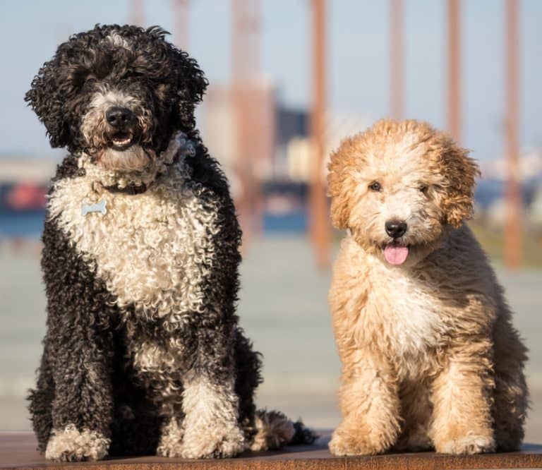 45 razas de perros con pelo rizado