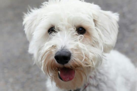 45 razas de perros con pelo rizado