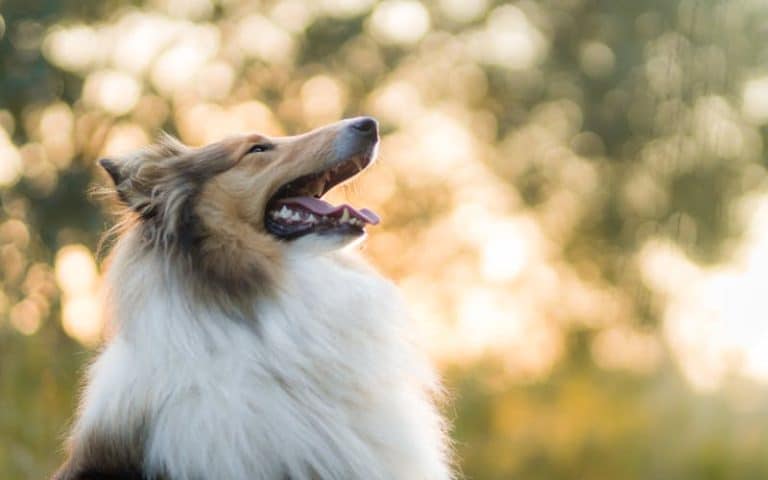 42 razas de perros con mucho pelo | Smylepets