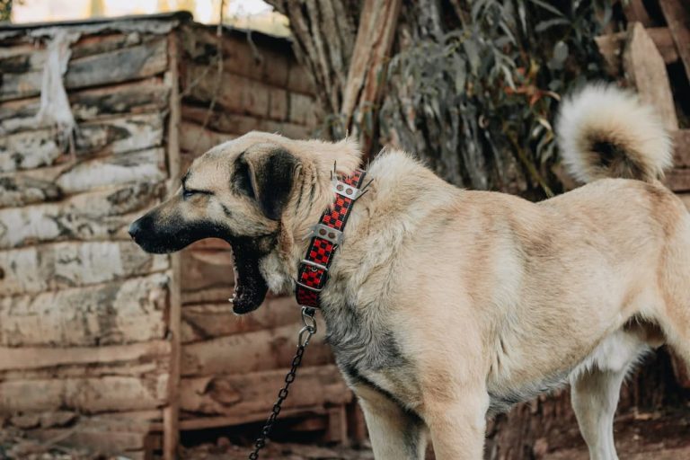 Los 14 perros con la mordida más fuerte - Smylepets