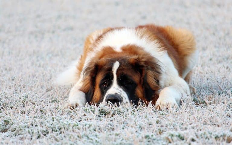 42 razas de perros con mucho pelo | Smylepets